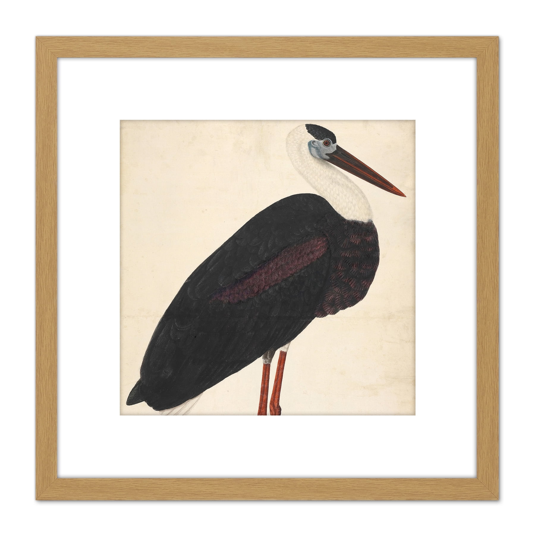 Black Stork In A Landscape Indian Watercolour Bird Painting 8X8 Inch ...