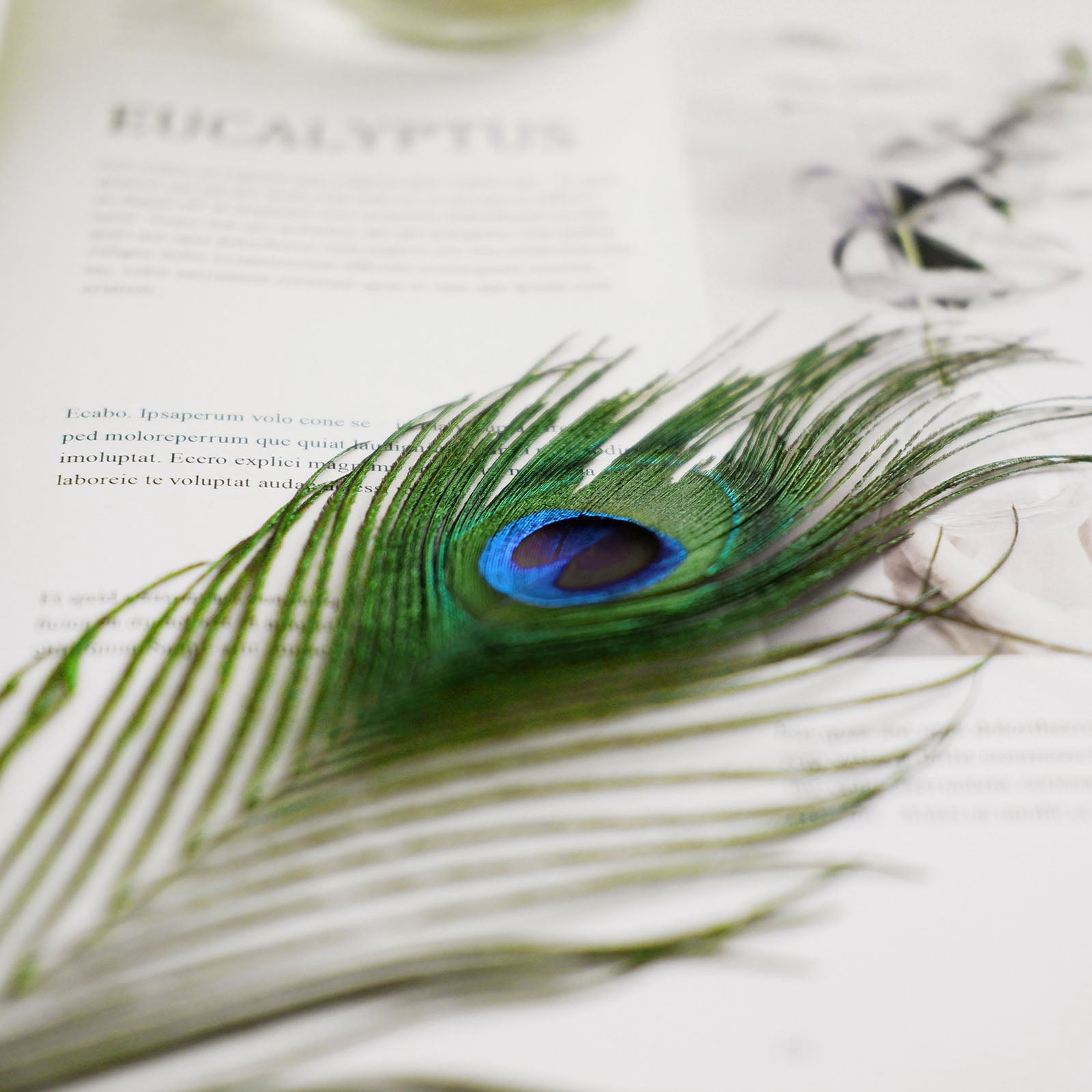 Real Colorful Peacock Feather