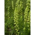Earthcare Seeds - Mignonette 250 Seeds (Reseda Odorata) Heirloom - Open ...