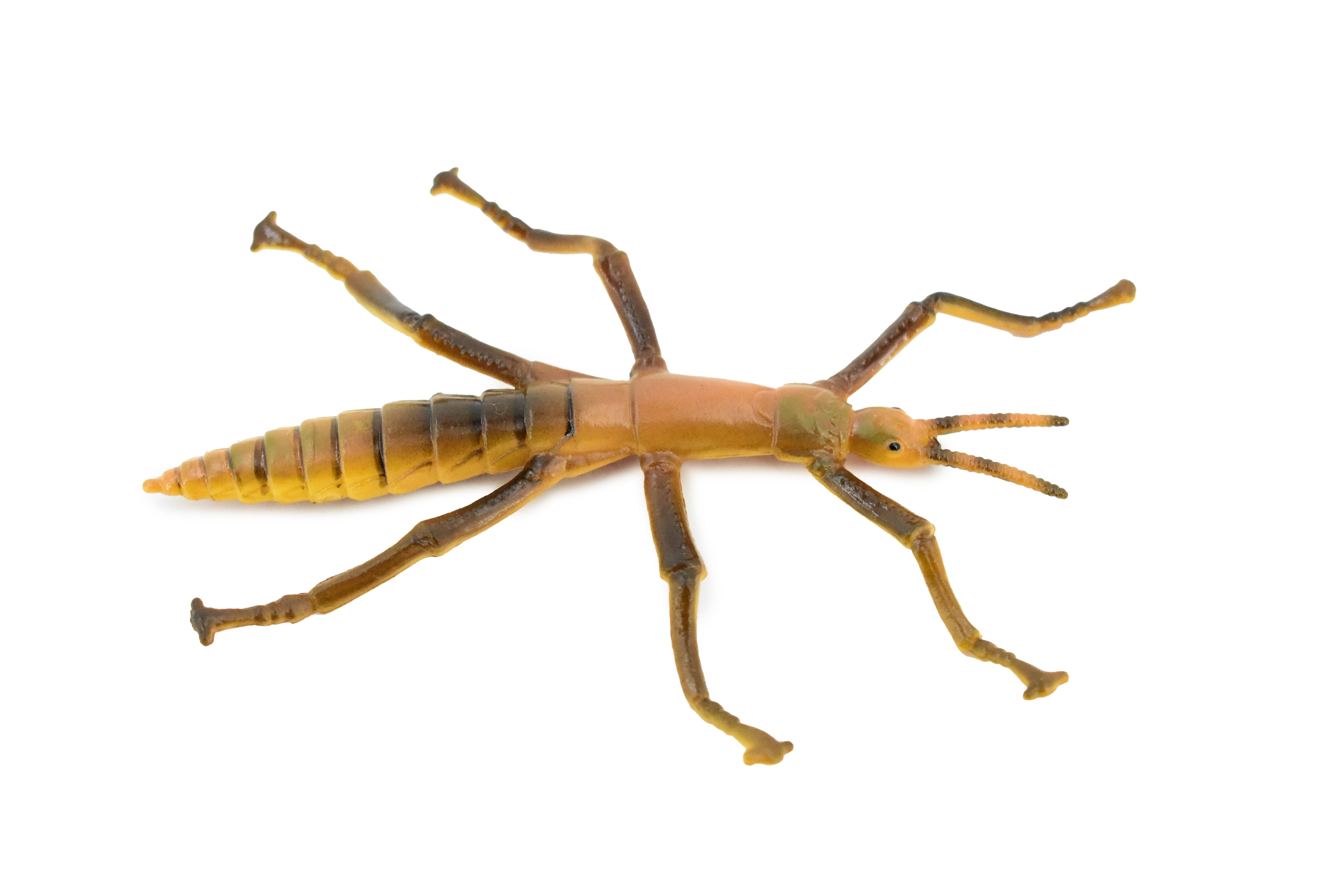 Stick Insect, Phasmatodea, Rubber Insect, Hand Painted, Realistic Toy ...