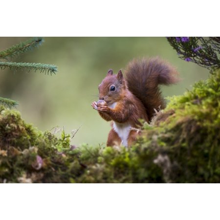 Red Squirrel (Sciurus vulgaris) eating a nut from it's hands while ...