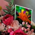 3drose, Wide Opened Fringed Tulip Flower of Orange Color. Festive ...