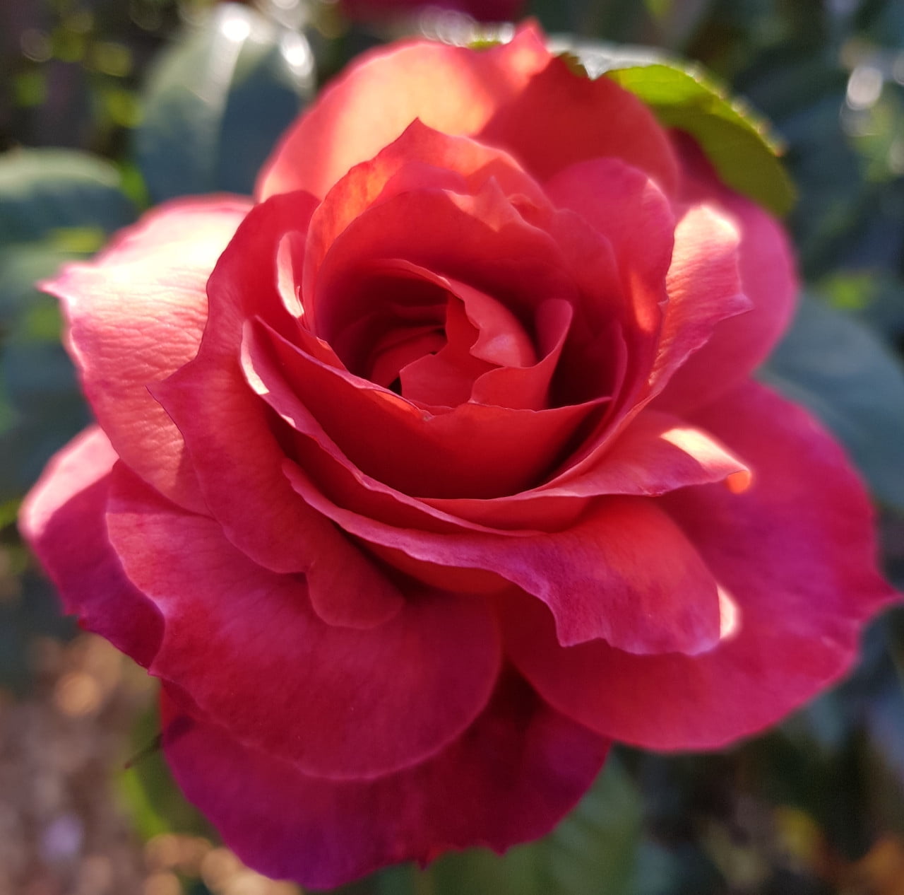 Hot Cocoa Rose Bush