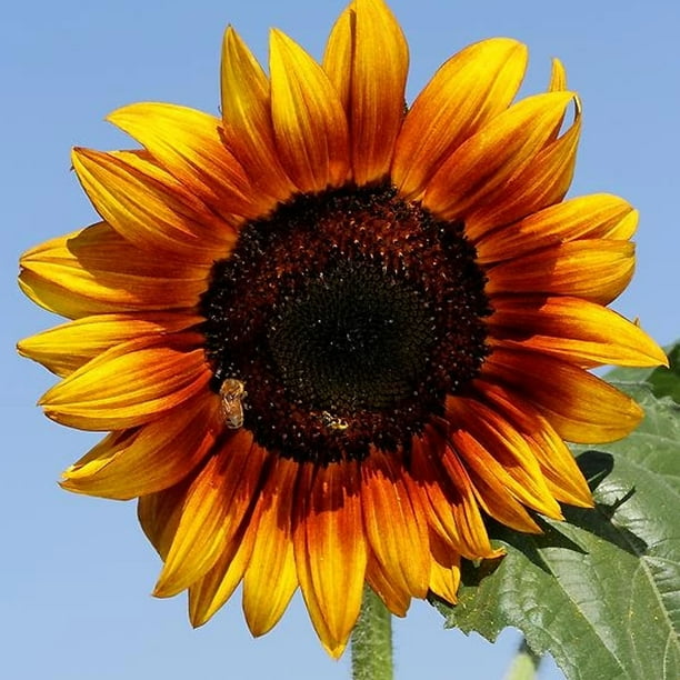 Sunflower, Giant Sun Chaser F1 - 2 g ~45 Seeds - Non-GMO, Hybrid F1 ...