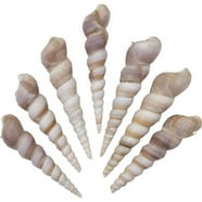 Alabaster Murex Seashell 4-5" - Walmart.com