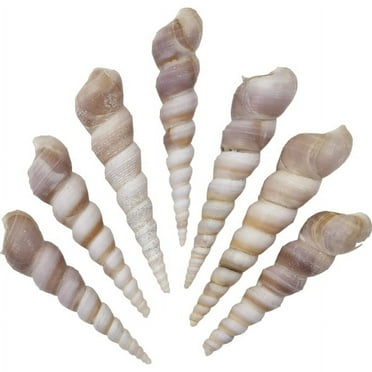 Alabaster Murex Seashell 4-5" - Walmart.com