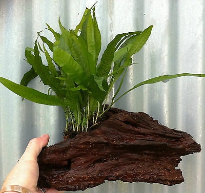 Java Fern Microsorum Pteropus Driftwood Live Aquarium Plants BUY2 GET1 ...