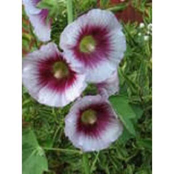 25 LAVENDER & PURPLE HOLLYHOCK Alcea Rosea Flower Seeds Perennial ...
