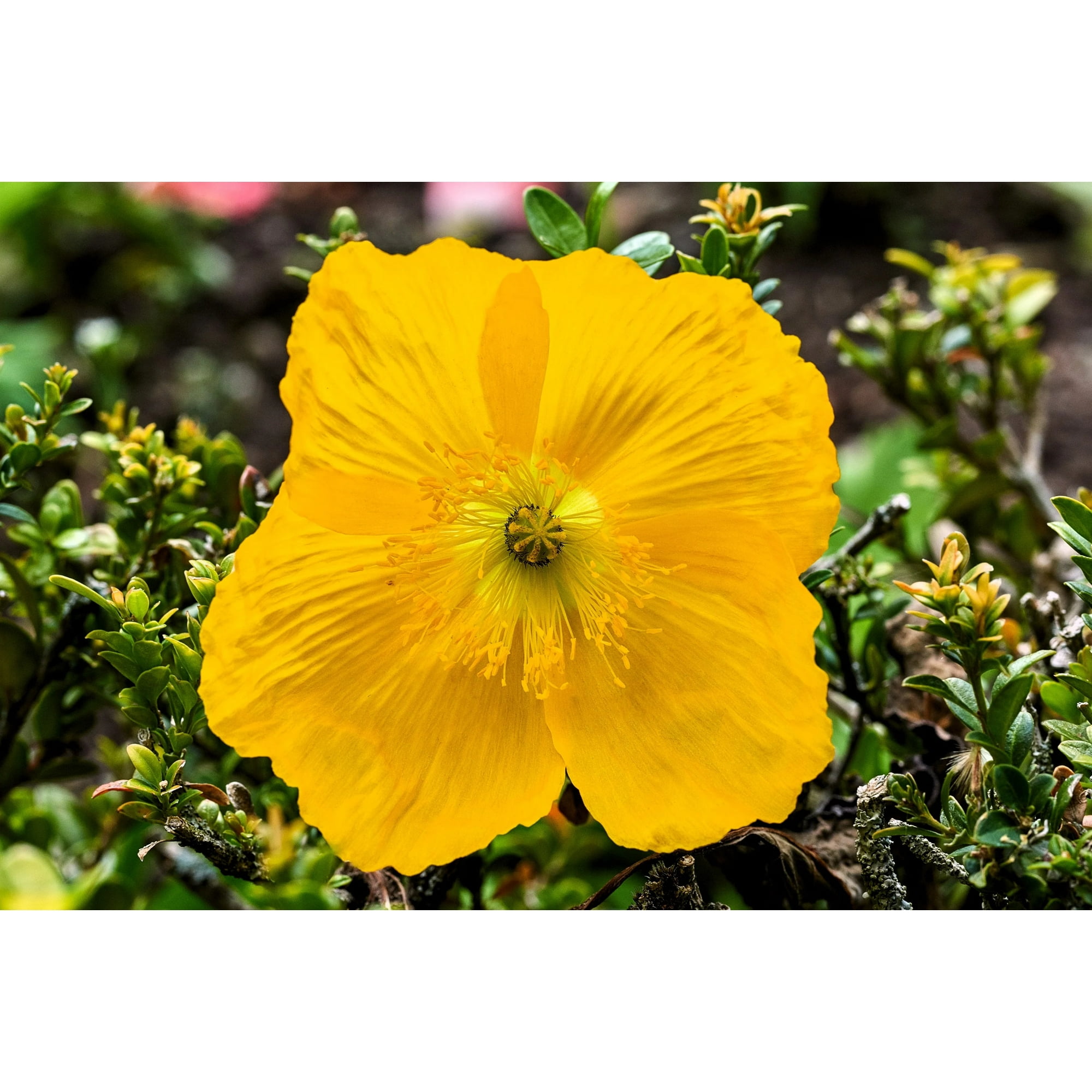 Click here for Seedville Usa 20 Yellow Welsh Poppy Meconopsis Pap... prices