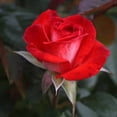 Heirloom Roses - Smokin’ Hot™ Hybrid Tea Rose Plant , Repeat Blooming ...