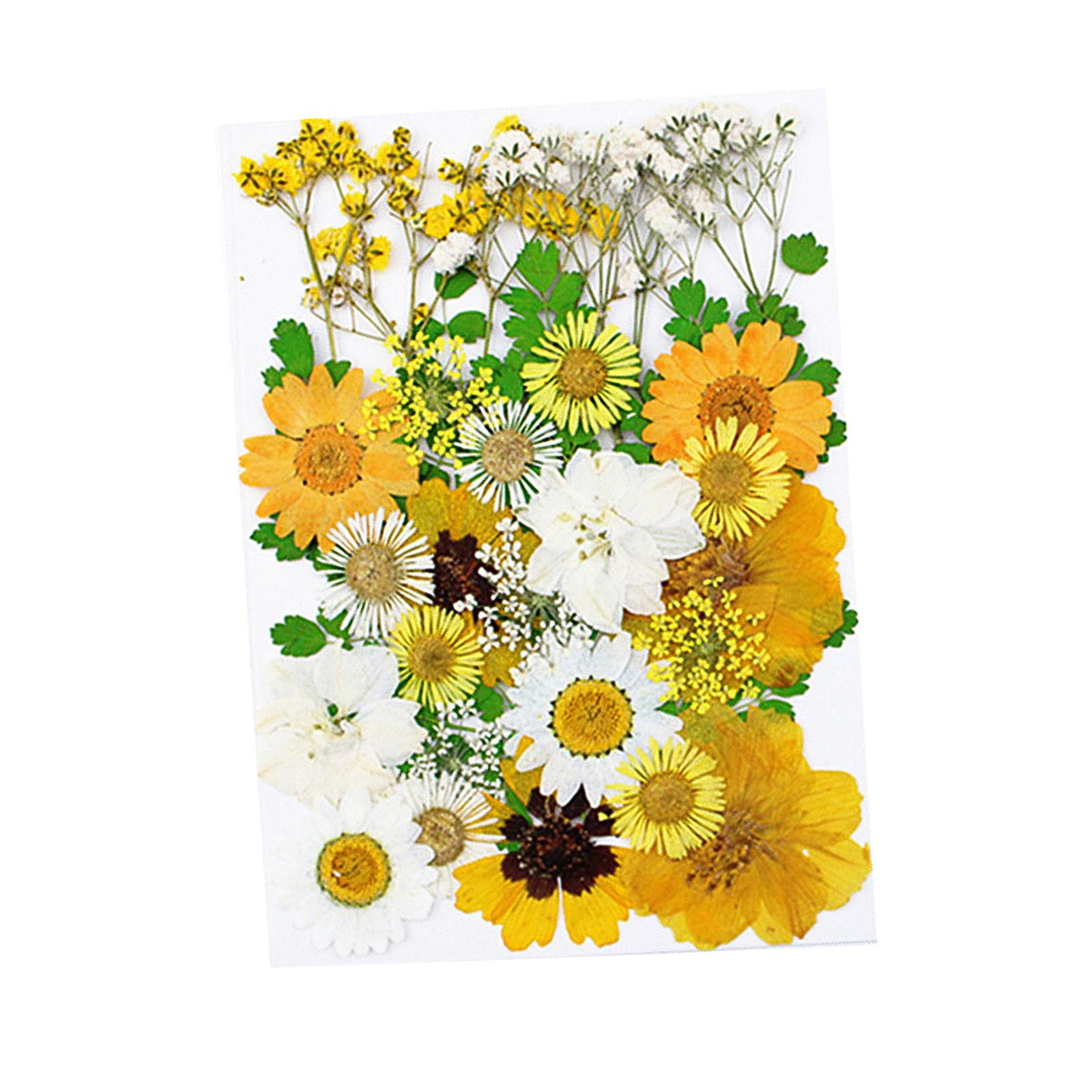 Assorted Pressed Dried Flowers For Resin Natural Dried Flower assorted-pressed-dried-flowers-for-resin-natural-dried-flower