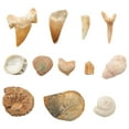 20 Pack Real Bone Replicas from Morocco, Trilobite, Orthoceras, Shark ...