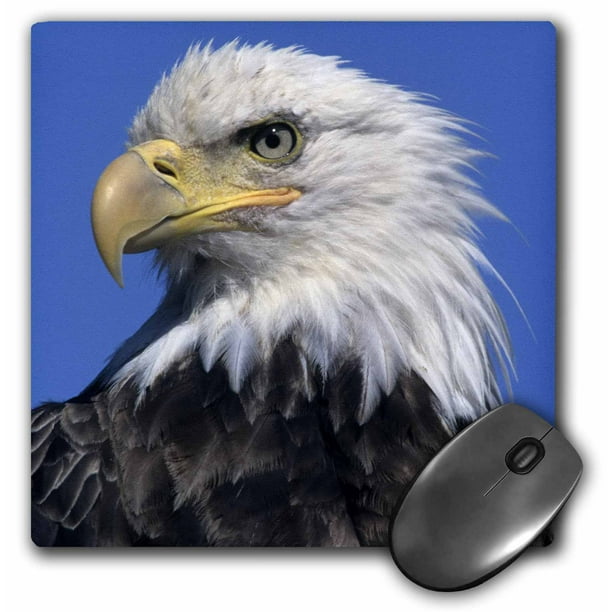 3dRose Bald Eagle, Unalaska Island, Aleutians, Alaska - US02 KSC0024 ...