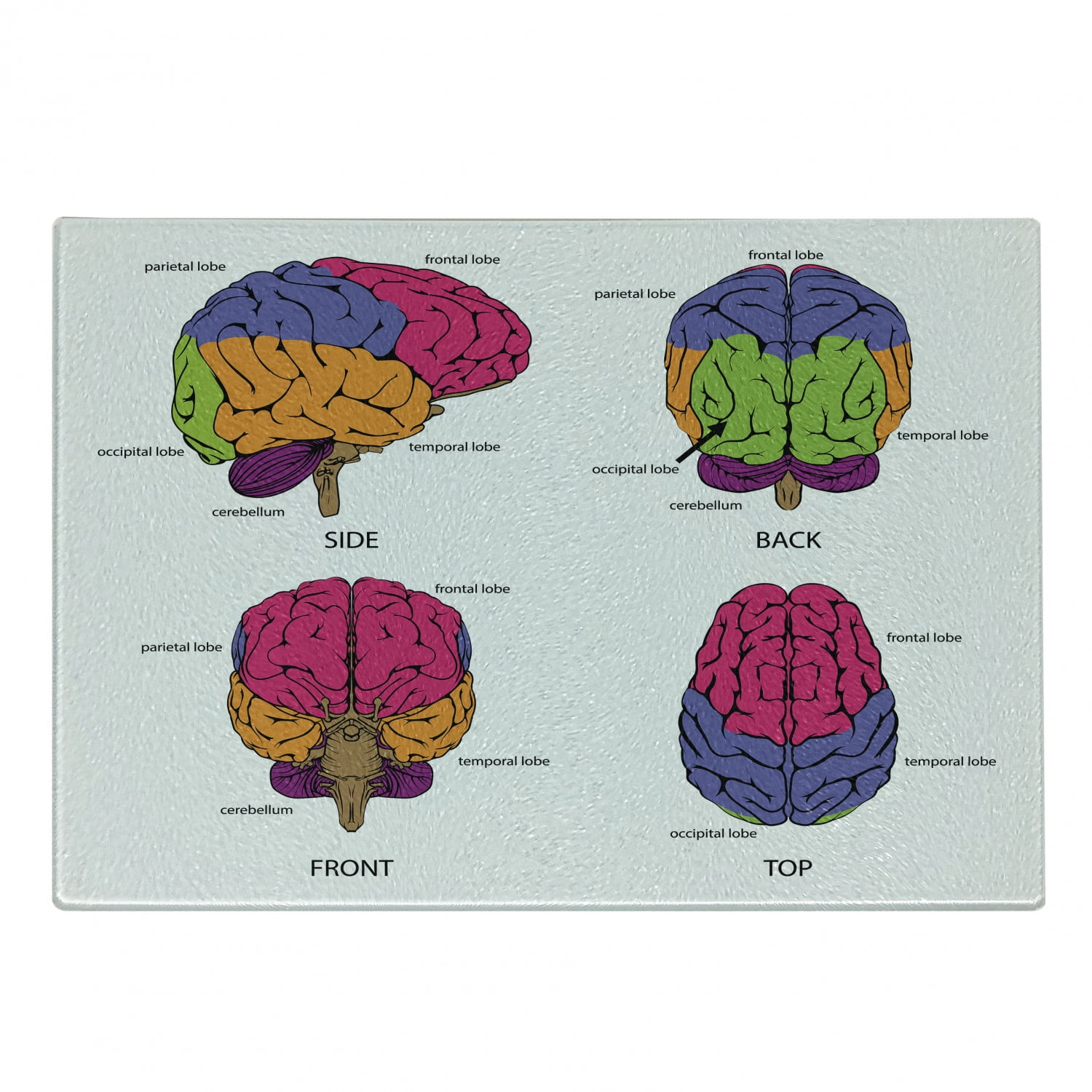 Science Cutting Board, Human Brain from All Sides with Sections in ...