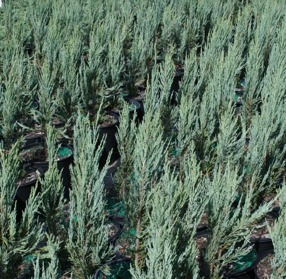 Juniperus Scopulorum, Juniper 'Blue Arrow' Tree, Rocky Mountain, 4 Inch ...