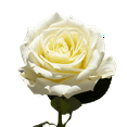 One Dozen White Roses- Fresh Flower Delivery - Walmart.com