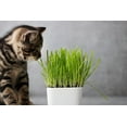 Cat Grass Seeds for Growing | 4 Way Blend, Rye, Wheat, Oats and Barley ...