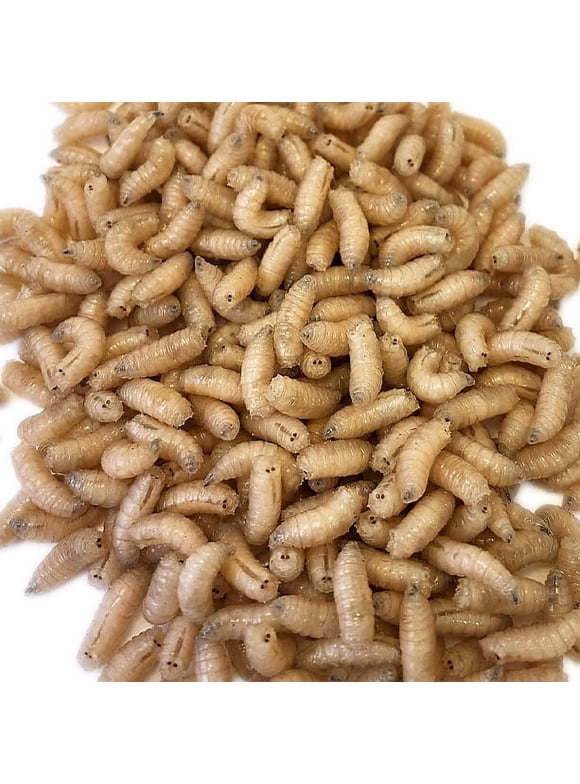 Live Bait in Fishing Baits - Walmart.com