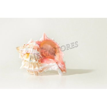 Alabaster Murex Seashell 4-5" - Walmart.com