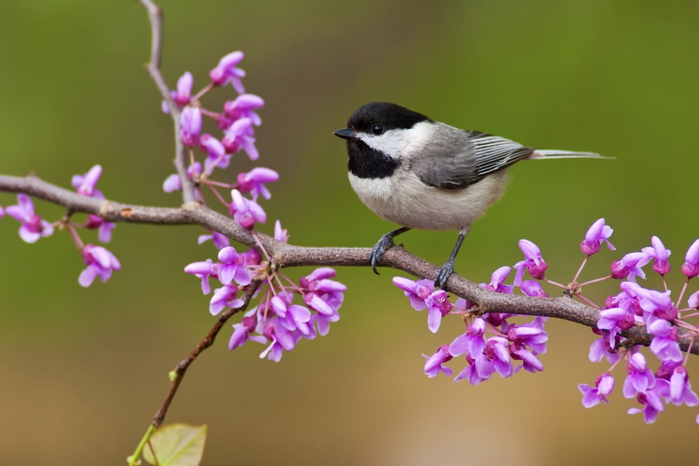 Black-Capped Chickadee (36x54 Giclee Gallery Art Print, Vivid Textured ...