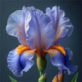 Iris for Planting-(Non-Artificial)-Elegant Mixed Color Blooms, Easy to ...