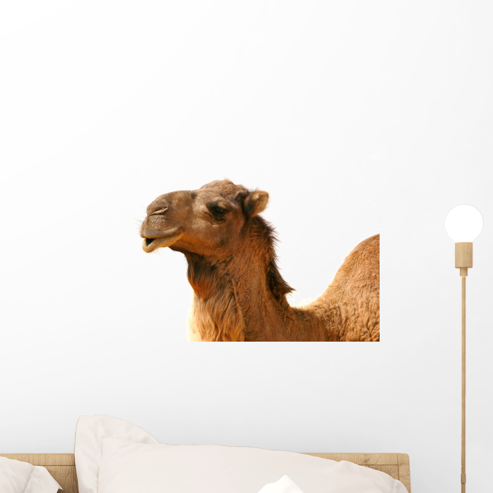 Camel Wall Decal by Wallmonkeys Peel and Stick Graphic (18 in W x 12 in ...