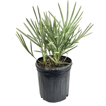 King Palm - Indoor Live Plant, 3 Gallon Pot - Archontophoenix ...