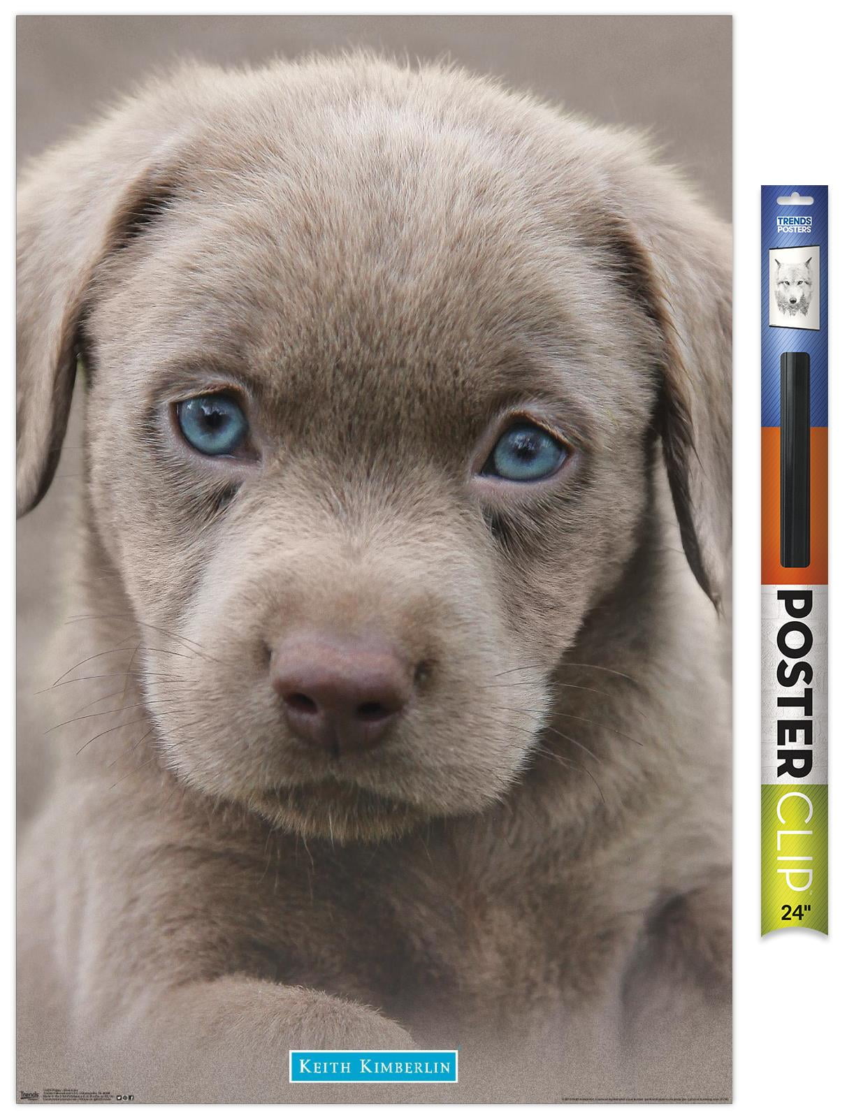 Keith Kimberlin - Puppy - Blue Eyes Wall Poster, 22.375" x 34 ...