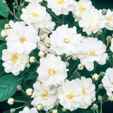 Drift Popcorn Rose Live Shrub (2 Gallon) - Walmart.com