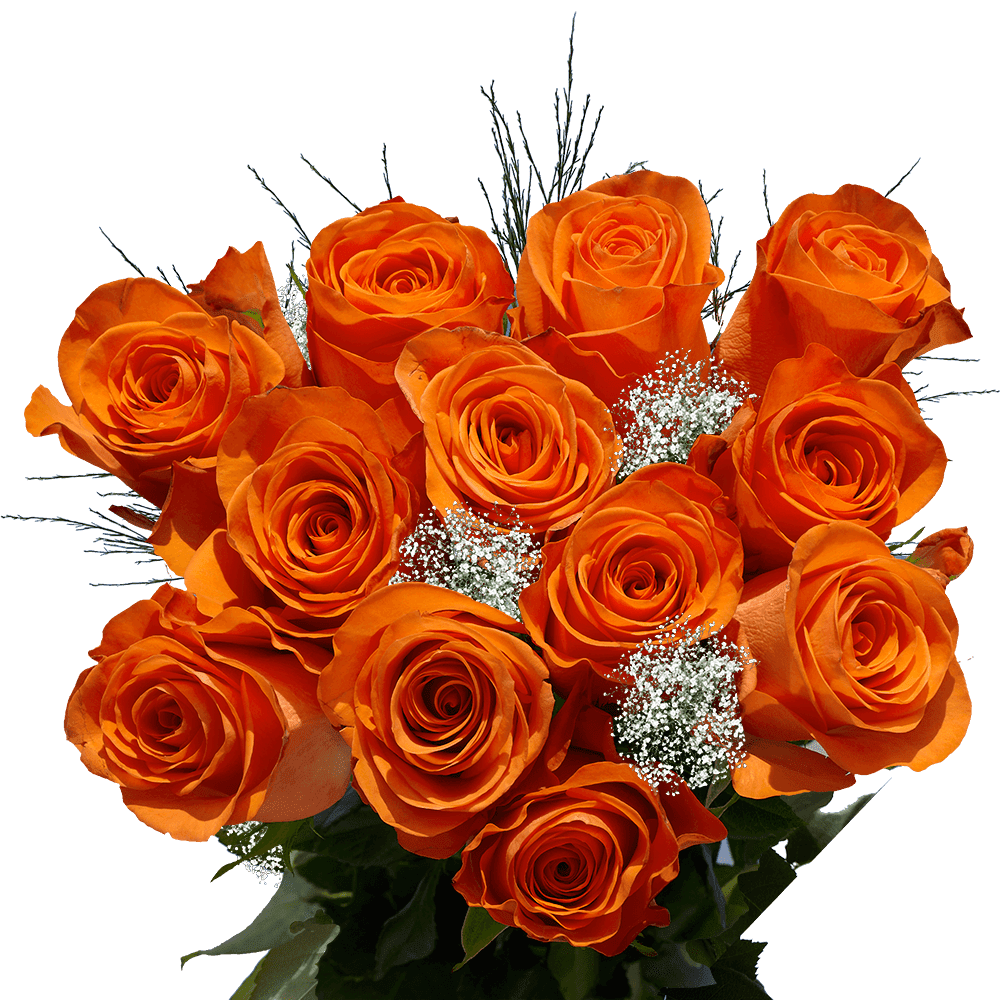 One Dozen Orange Roses with Baby's breath and Green- Fresh Flower ...
