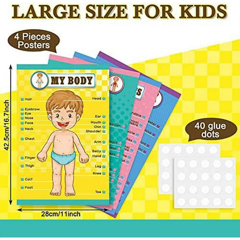 Human Body Parts Poster For Kids