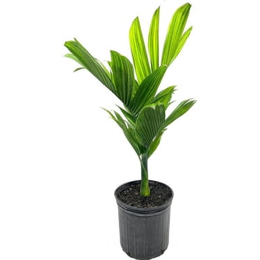 Orange Crownshaft Palm Tree - 5 Live Plants in 4 Inch Pots - Areca ...