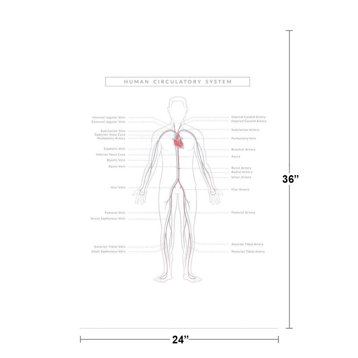 Circulatory System Blank