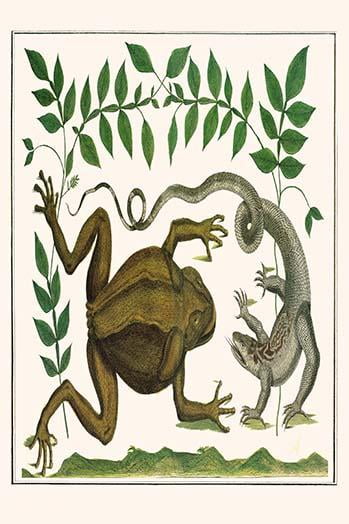 Giant Toad Art