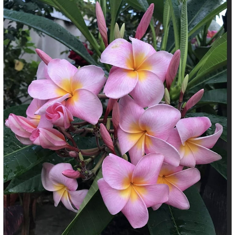 Pink Plumeria