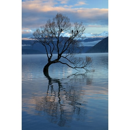 That Wanaka Tree reflected in Lake Wanaka, Otago, South Island, New ...