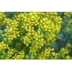 Rue Seeds (Ruta graveolens) 100 Seeds (0.2 grams) - Walmart.com