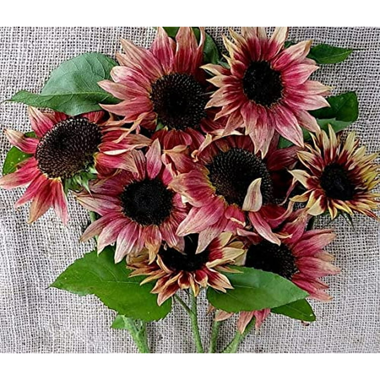 Ruby Eclipse Sunflower