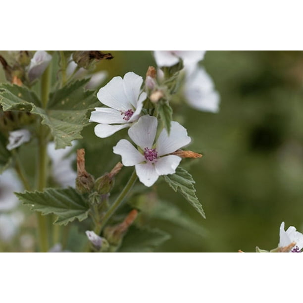 SEEDS = Marshmallow Plant- 20 Seed Pack - Multi-use Plant - Shrub-Pale ...