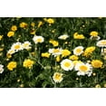 TomorrowSeeds - Garland Crown Daisy Seeds - 1500+ Count Packet - Yellow ...