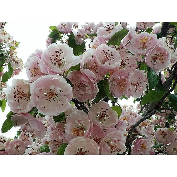 20 ENGLISH HAWTHORN TREE Edible Fruit Flower Mayflower Crataegus ...