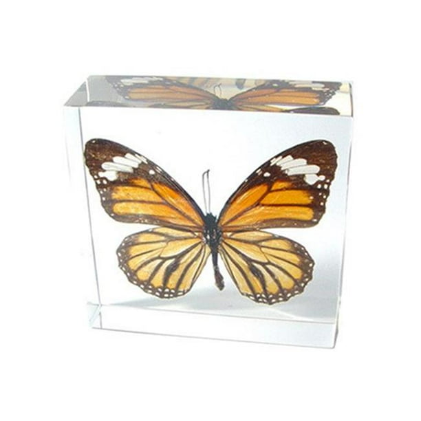Ed Speldy East TE28 Real Bug Paperweights-Round-Butterfly-Danaus ...