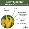 Burpee Organic Early Summer Crookneck Summer Squash Vegetable Seed, 1 ...