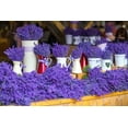 20 DWARF MUNSTEAD LAVENDER Blue English Lavandula Angustifolia Munstead ...