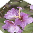 3drose, Washington State. Fuzzy-horned Bumblebee and Rhododendron ...
