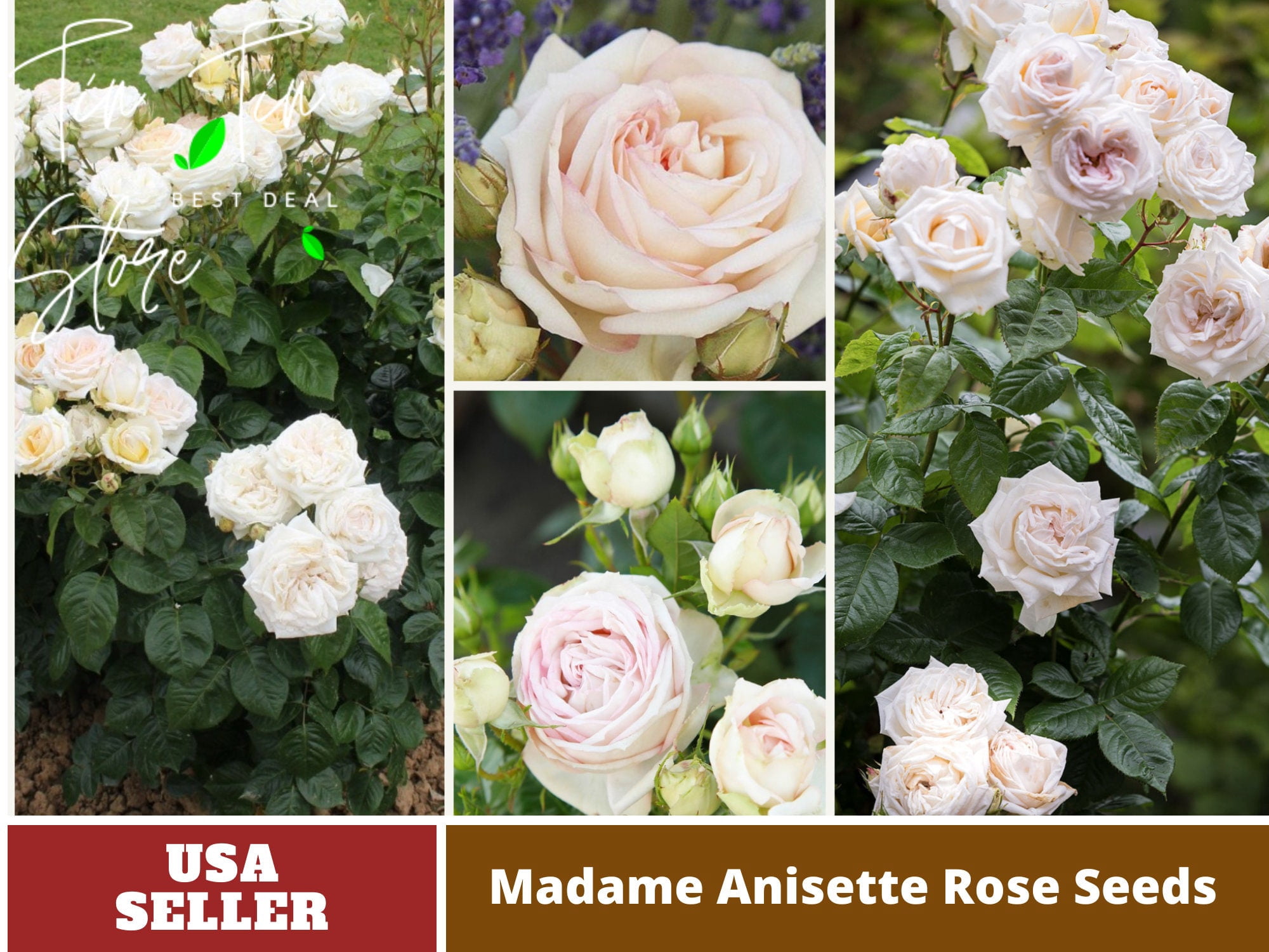 30 Rare Seeds| Madame Anisette Grandiflora Rose Seeds# 1029 | |BUY 4 ...