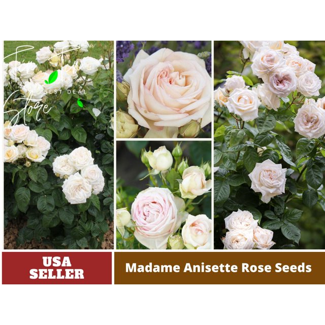 30 Rare Seeds| Madame Anisette Grandiflora Rose Seeds# 1029 | |BUY 4 ...
