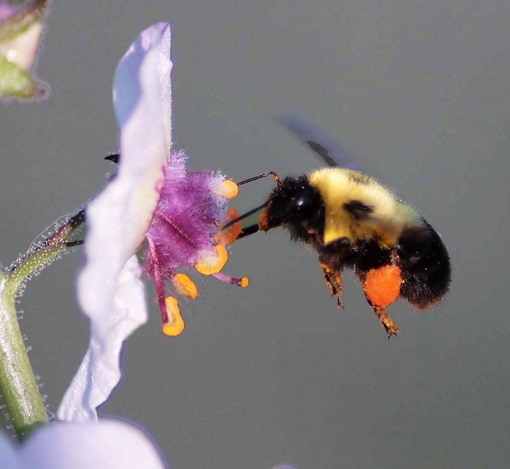 100 WHITE BLUSH VERBASCUM Blattaria Albiflorum Moth Mullein Flower ...