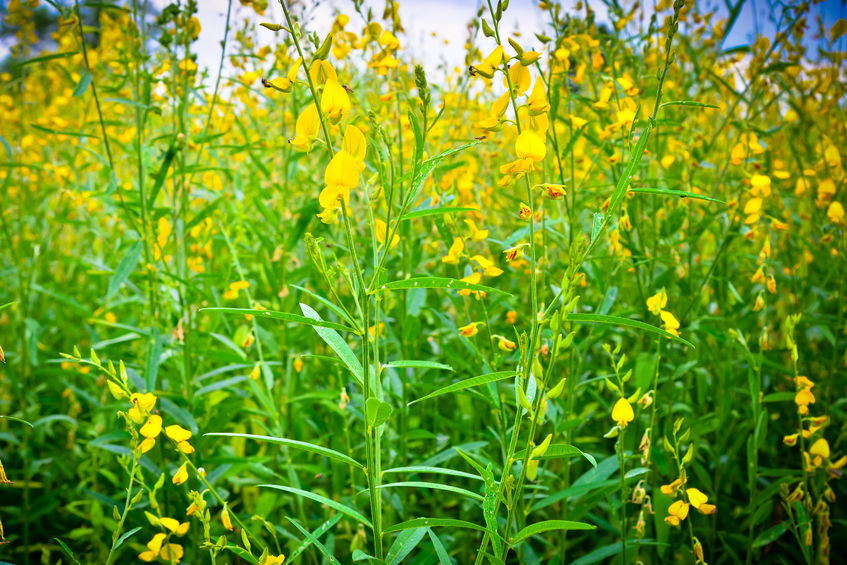 20 Wildflower Seeds -Smooth Rattlebox-Wildflower -Crotalaria pallida ...
