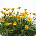 RedCrocus Sunfire Tickseed Coreopsis grandiflora – Vibrant Yellow ...